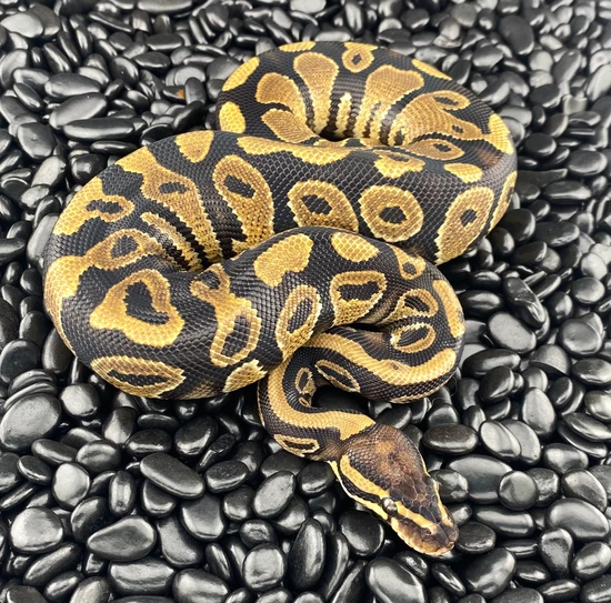Yellowbelly/Asphalt 100% Het Pied Ball Python by Black Rock Balls