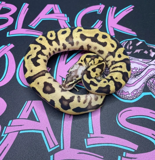 Firefly Leopard 100% TSK Axanthic Ball Python by Black Rock Balls