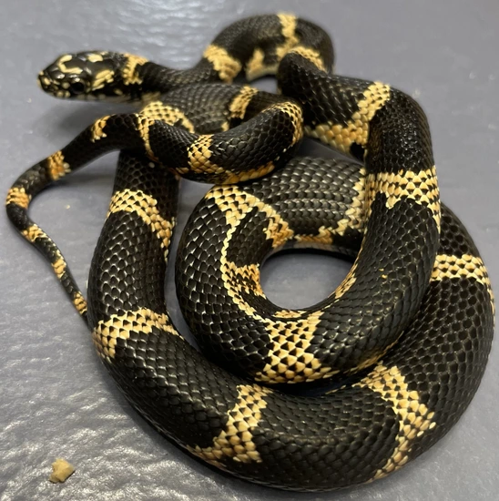 Chesapeake Virginia Eastern Chain King Eastern Kingsnake by Cherry Reptiles