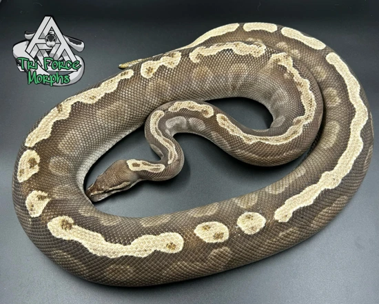 GHI Mojave Chocolate “PROVEN BREEDER” Ball Python by Tri Force Morphs