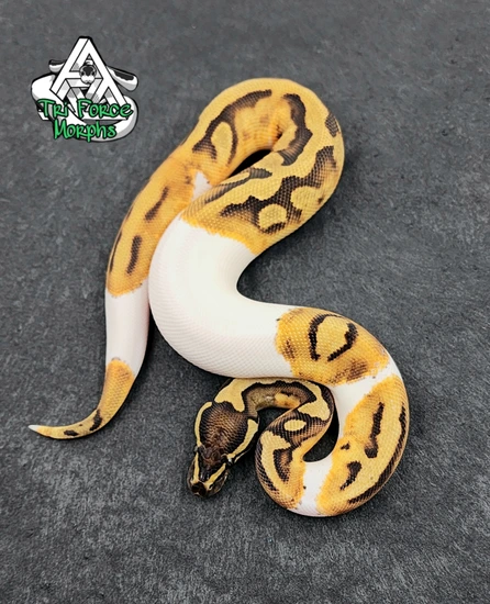 Citron Enchi Pied 100% Double Het Clown Candy/albino Ball Python by Tri ...