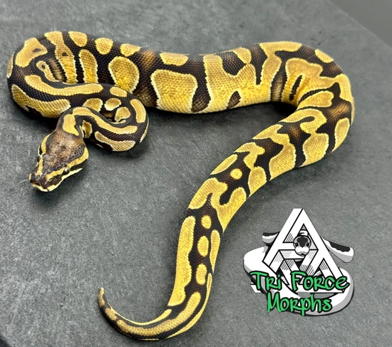Enchi Citron 100% Triple Het Pied Clown Candy/albino Ball Python by Tri ...