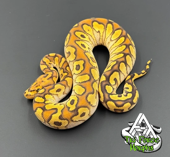 Spotnose Yellow Belly Red Stripe Mojave Clown Poss Chocolate Ball ...