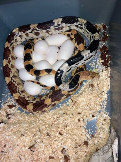 Durango Mountain Pines Pine Snake by Tom Chiang
