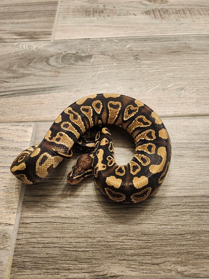 Hurricane Gravel Ball Python by John Cameron Reptiles