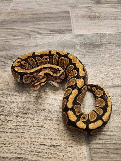 Red Stripe Het Clown Ball Python by John Cameron Reptiles