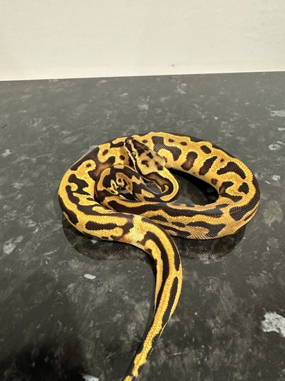 Pastel Orange Dream Super Leopard Yellow Belly Het Pied Poss Het Clown ...