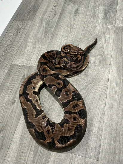 Leopard Het Pied Ball Python by Js Royal pythons