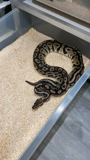 Het Red Axathic Ball Python by Js Royal pythons