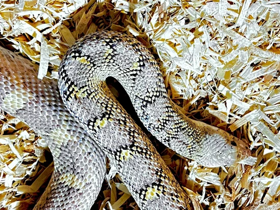 Female 2 Year Old, Gorgeous Hypo Whiteside Bullsnake by JOHN'S SNAKES ...