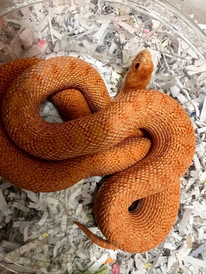 FEMALE Yearling-Red Albino Zipper-Almost Patternless {38 Inches ...