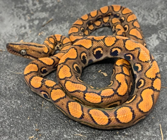 Double Het Albino/Pied PAIR Brazilian Rainbow Boa by Rainbows By Design