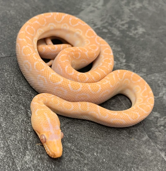 2025 Female Albino Brazilian Rainbow Boa by Rainbows By Design