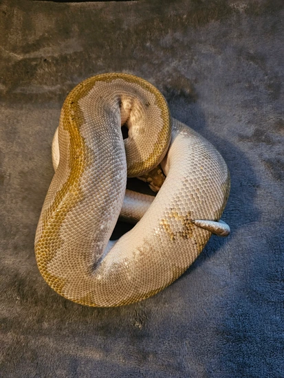 Bamboo Clown Ball Python by Royal Pythonz