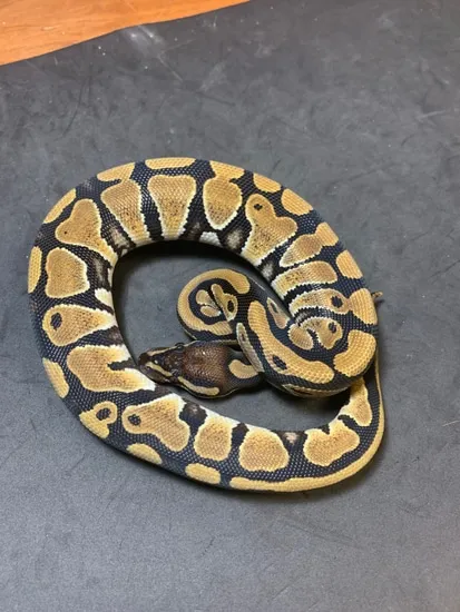 Arroyo Ball Python by Danner Constrictors