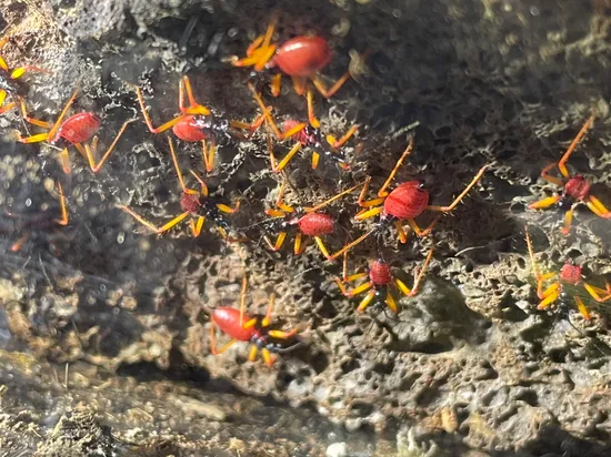 Horrid King Assassin Bug Nymphs by Jernah's Exotics