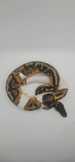 Piebald Ball Python by JG's Pythons