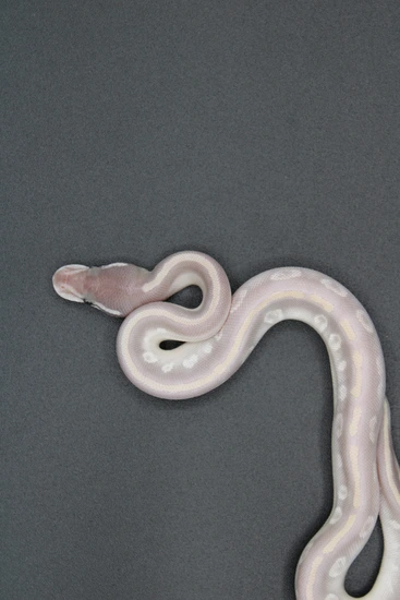 Mystic Russo Ball Python by Luxury balls
