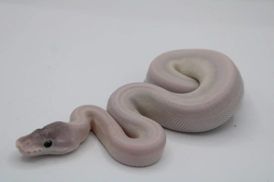 Super Mojave Ball Python by Luxury balls