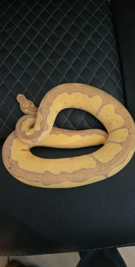 Banana Enchi Super Blade Clown Ball Python by Obsidian Scales
