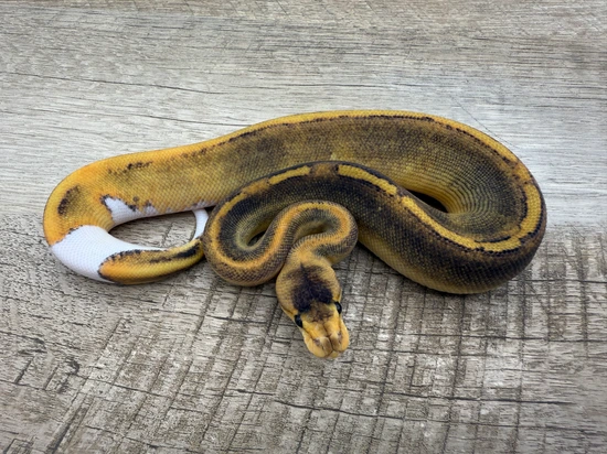 Female Orange Dream Champagne Het Pied Ball Python by Castle Reptiles LLC