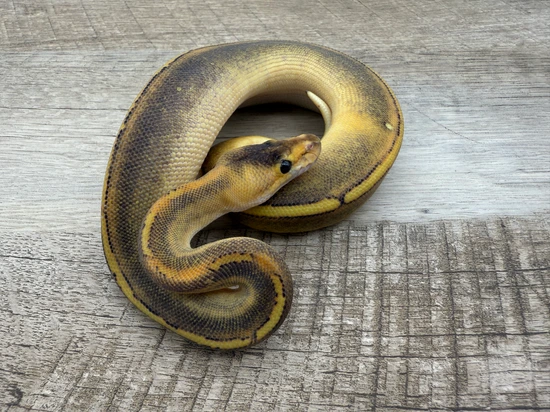 Female Orange Dream Champagne Het Pied Ball Python by Castle Reptiles LLC