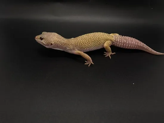 Murphy Patternless Leopard Gecko by Jones Geckos