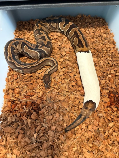 Hidden Gene Woma Asphalt Pied Ball Python by Jonesing Reptiles