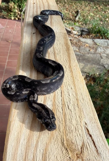 Black Devil Boa Constrictor by Goodies Creations
