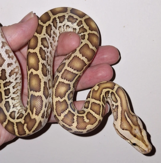 Hypo (Het Granite 66%Albino) Burmese Python by Snakes Anonymous