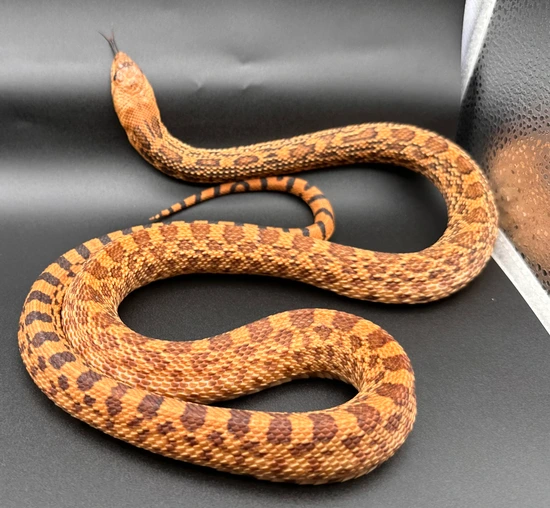*No Reserve* Red Phase Bull Snake Bullsnake by Off the Trail Exotics
