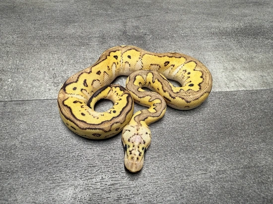 Pastel Special Clown Ball Python by DCM Reptiles