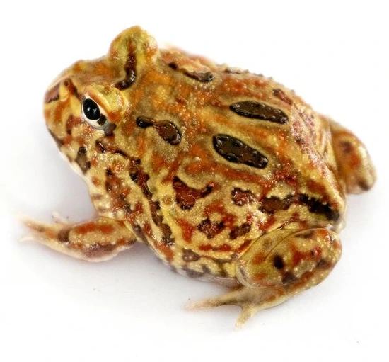 Coffee Pac-Man Frog - Ceratophrys Cranwelli (Captive Bred CBP) Pacman ...