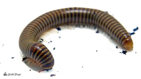 Giant Pink Foot Millipede 'Appalachian Blonde' - Narceus Americanus by ...
