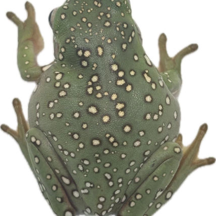 Josh's Frogs - MorphMarket