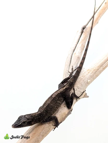 Anolis Ferreus (Captive Bred) Anole by Josh's Frogs