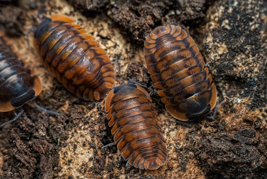 Cubaris Sp. Red Tiger Isopod by Josh's Pods