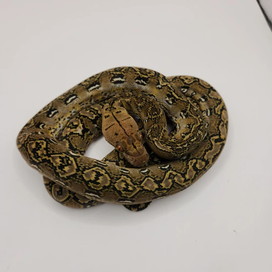56.25% SD / 12.5% D Marble Het Mocha/Purple 66% Het Anery Reticulated ...