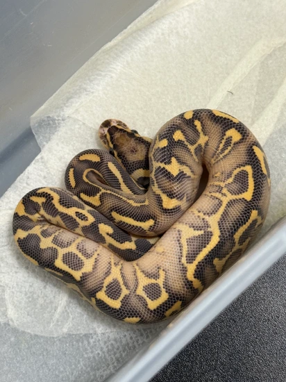 Leopard Highway Het Clown Ball Python by J&B Custom Constrictors