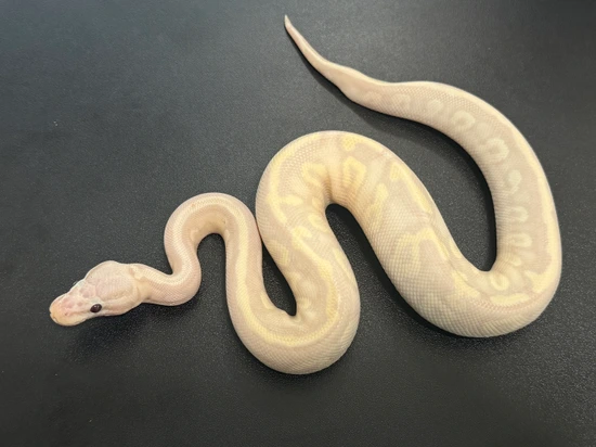 Super Banana Pastel Mojave Ball Python by J&B Custom Constrictors
