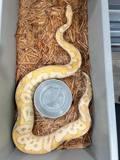 Banana Clown Pos Het Hypo Ball Python by Parsons Pythons