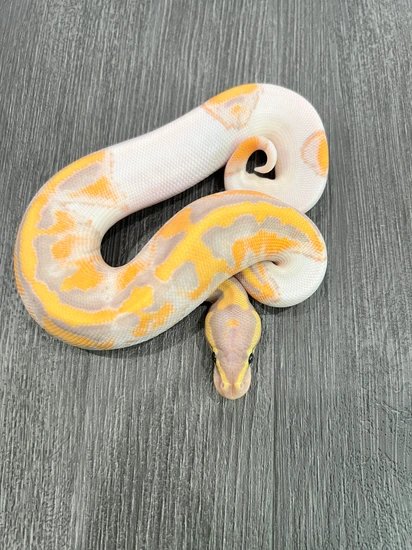 Banana Pied Ball Python by Parsons Pythons