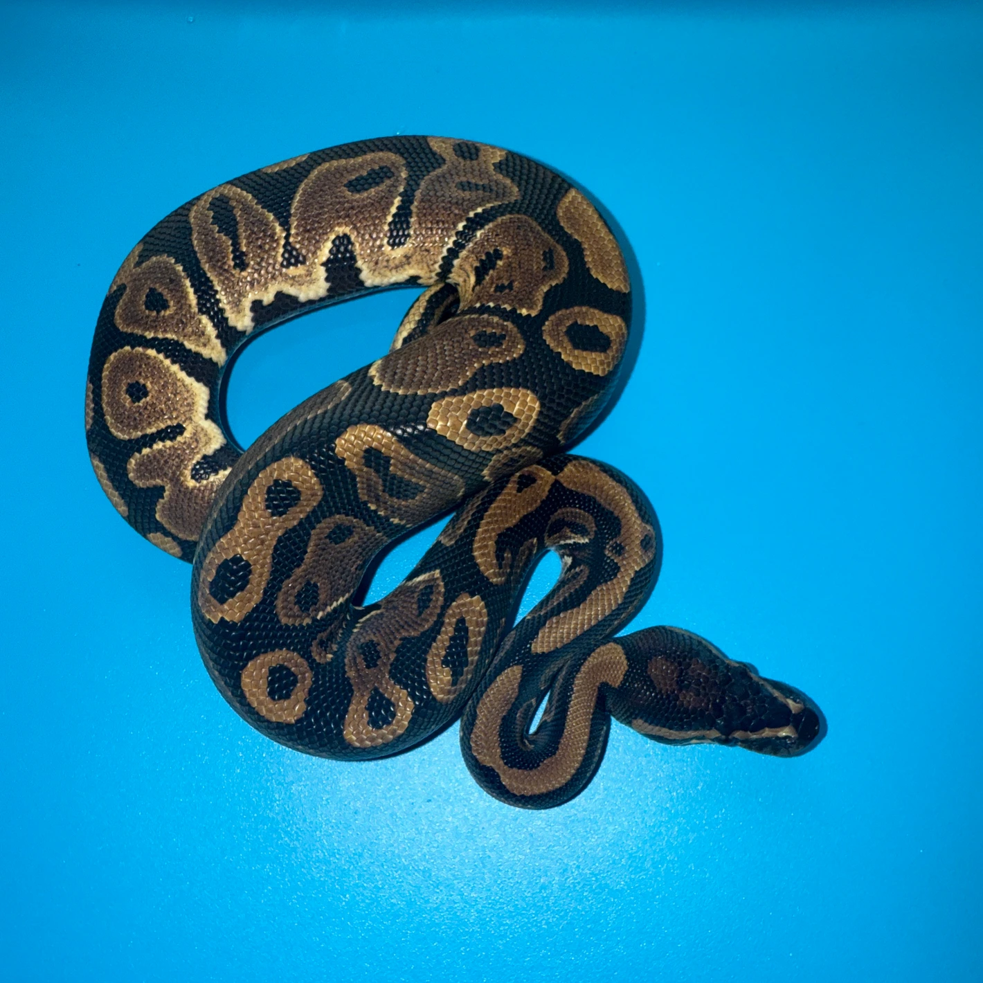 Normal 50% Het Pied Ball Python by Perry's Pythons