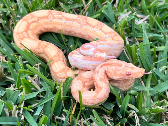 KRP Lipstick Line Kahl Albino IMG Arabesque Aztec Boa Constrictor by ...