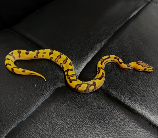 Orange Dream Fire Crypton Ball Python by JPM_Morphs Reptiles