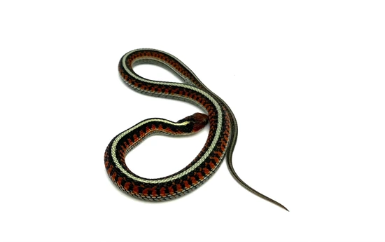 Female Cali Red Garter Snake by Central Texas Reptile Co-op