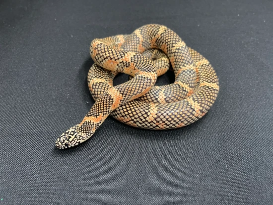 Goini Male Apalachicola Kingsnake by Central Texas Reptile Co-op