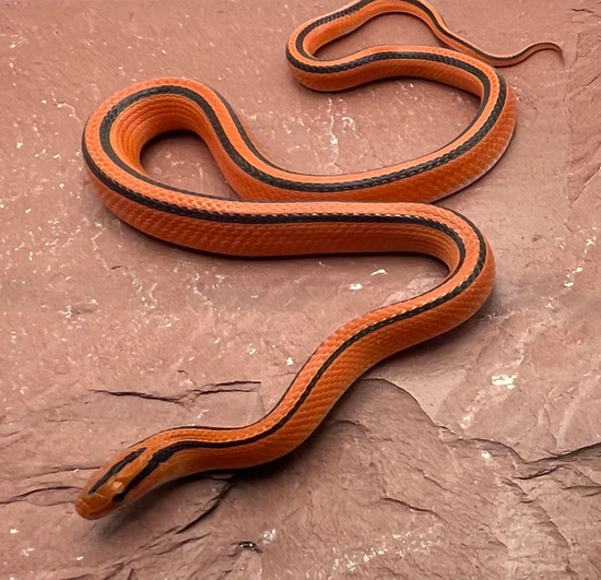 Coxi Bamboo Rat Snake by Central Texas Reptile Co-op