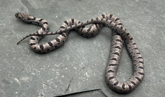 F1 Davis Mountain Female Baird's Rat Snake by Central Texas Reptile Co-op