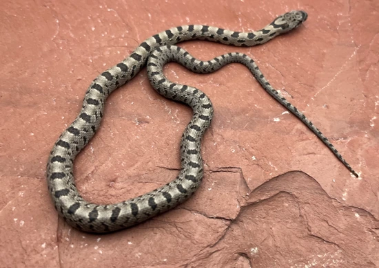 F1 Davis Mountain Male Baird's Rat Snake by Central Texas Reptile Co-op